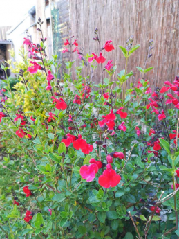 Sauge à petites feuilles (Salvia) | Epernay-Agglo